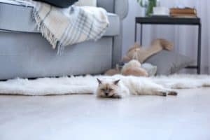 Is Vinyl Flooring Harmful to Health? - Singapore Laminate Flooring