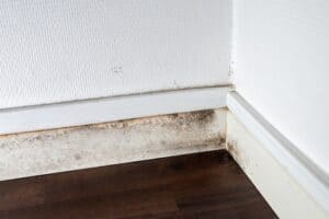 Everything You Need to Know About Mold Under Laminate Flooring